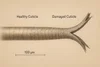The Science of Split Ends: Causes and Prevention - All About Salon