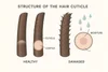 Understanding Hair Porosity and Why It Matters - All About Salon