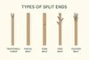 The Science of Split Ends: Causes and Prevention - All About Salon