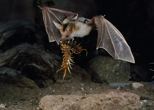 Pallid Bat California