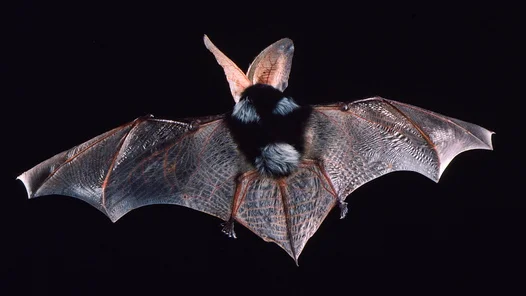 Spotted Bat Flying