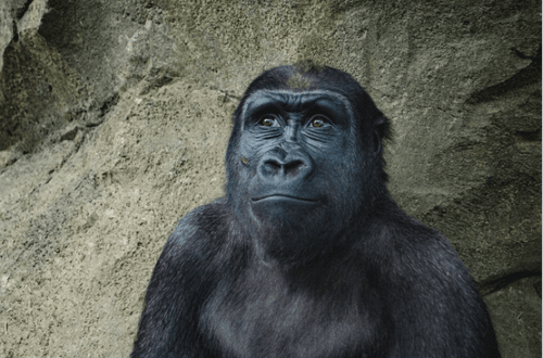 How to Get a Job Working with Primates — For the Love of Primates