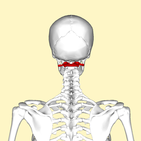 Cause of neck pain. Is my neck pain from my upper neck? — NUCCA Upper ...