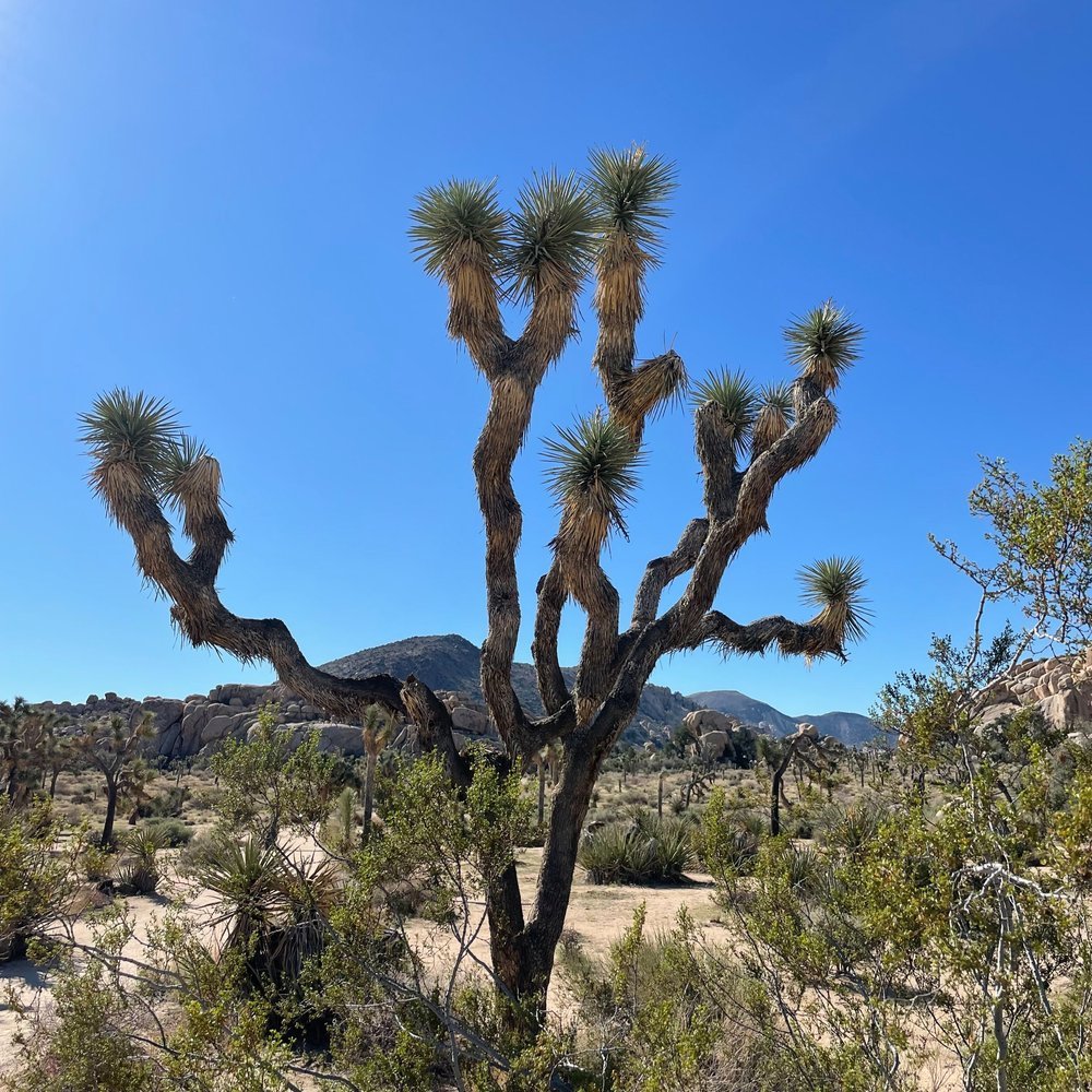 Palm Springs and Joshua Tree National Park — Adventures & Ales