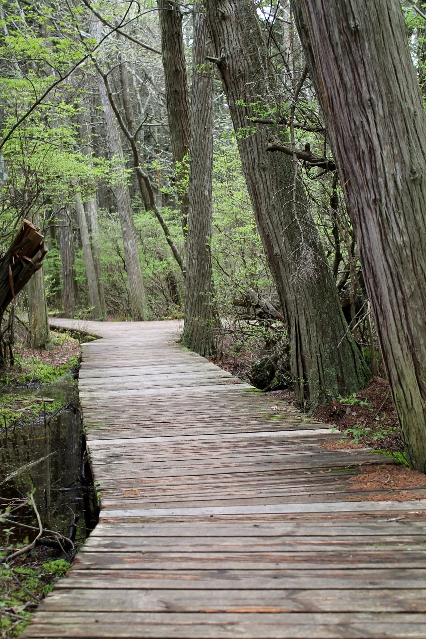 White Cedar Swamp Trail — Friends of the Cape Cod National Seashore