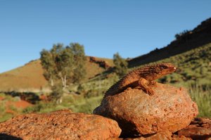 Why Martu country is special — Kanyirninpa Jukurrpa