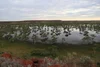 Why Martu country is special — Kanyirninpa Jukurrpa