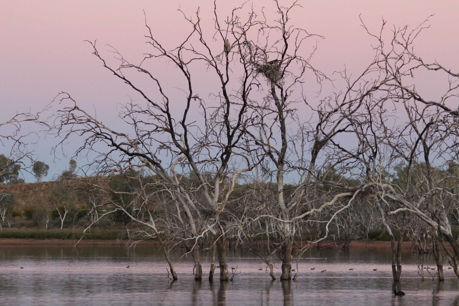 Why Martu country is special — Kanyirninpa Jukurrpa