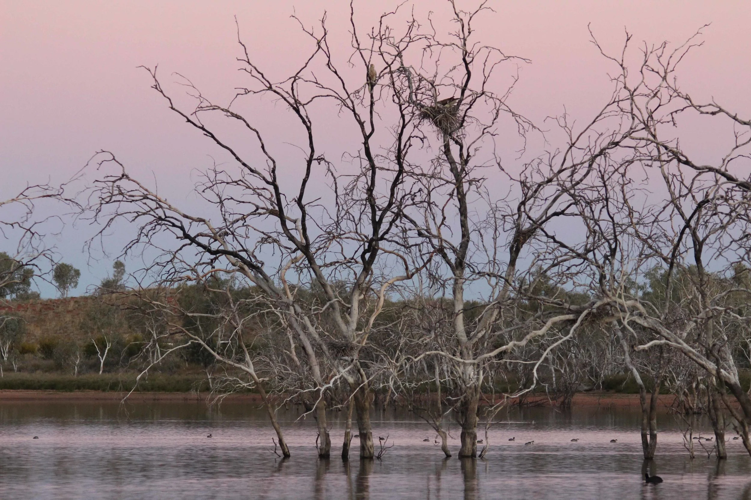 Why Martu country is special — Kanyirninpa Jukurrpa