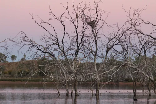 Why Martu country is special — Kanyirninpa Jukurrpa