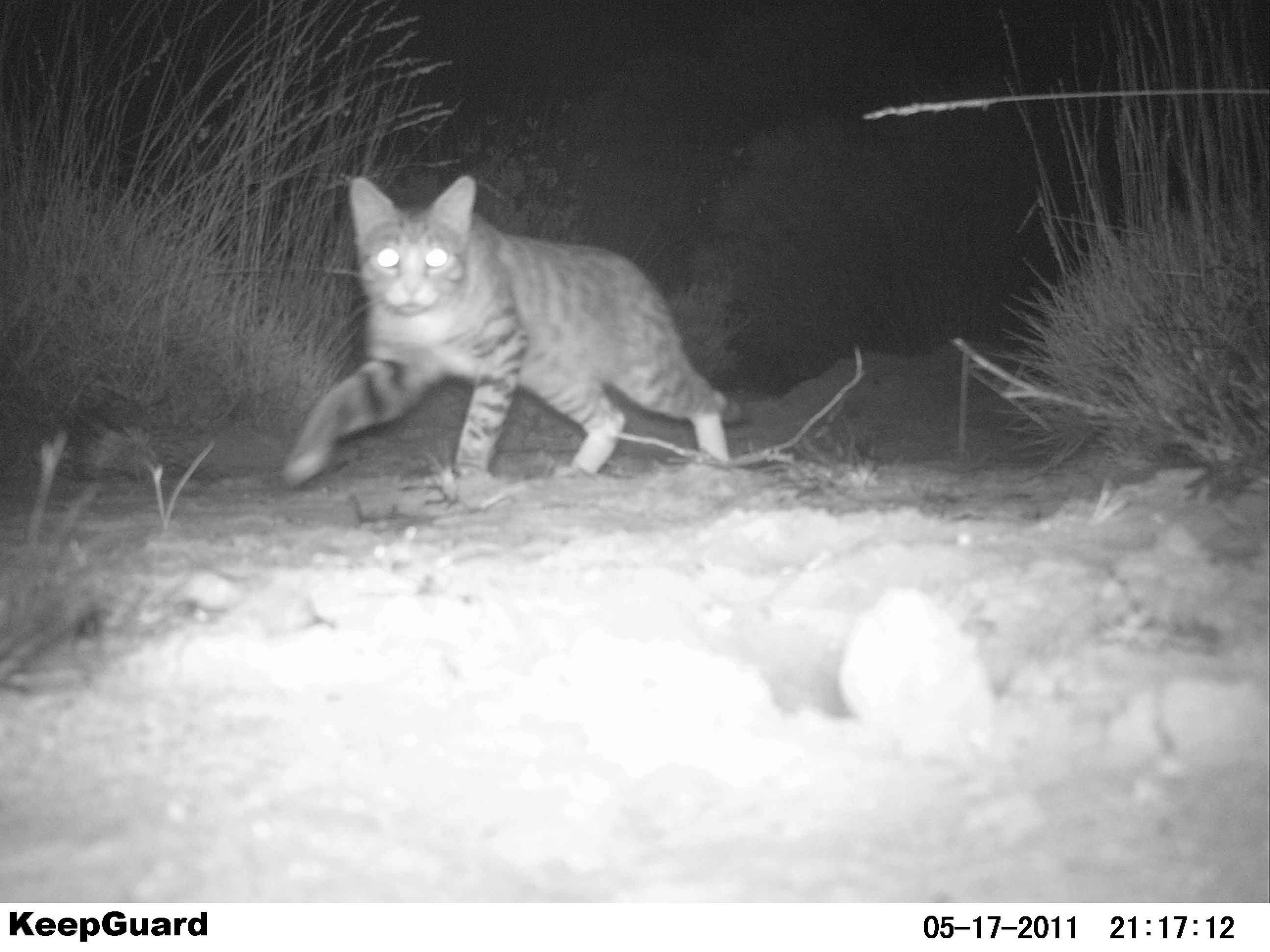 Martu continue their bilby research, asking Wanja Mankarr? – to assess ...