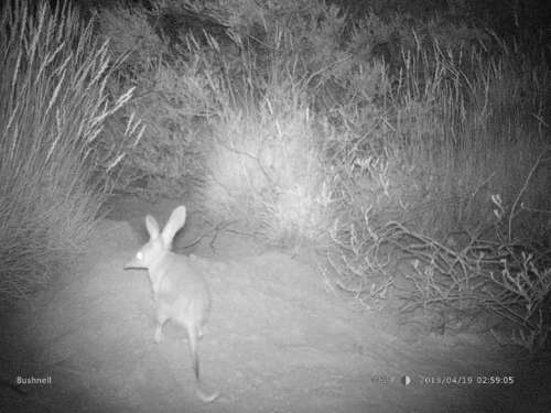 Indigenous Knowledge Helps Map Habitat for the Threatened Bilby ...