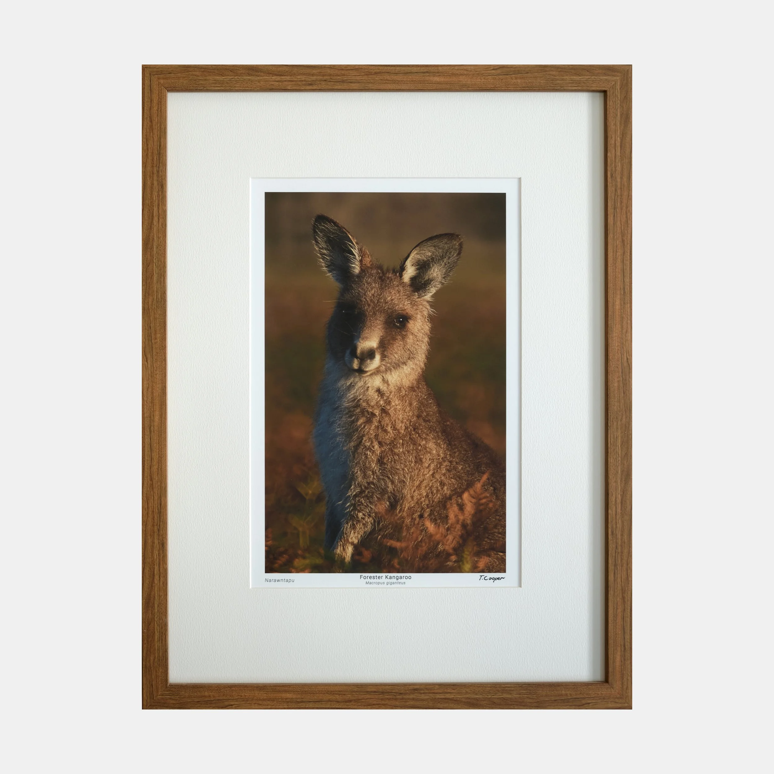 Forester Kangaroo — Tim Cooper