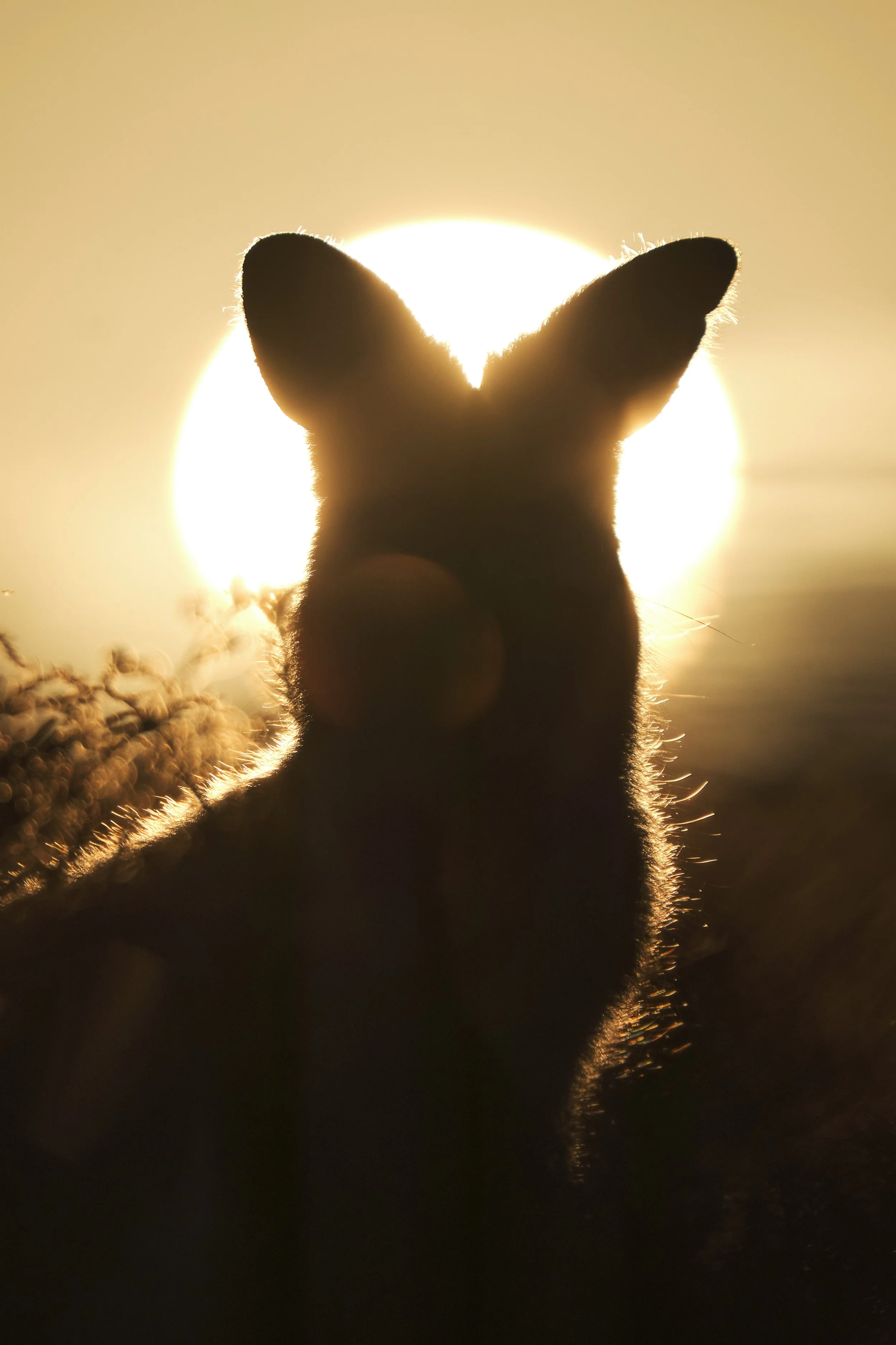 Homeland Faces — Tim Cooper