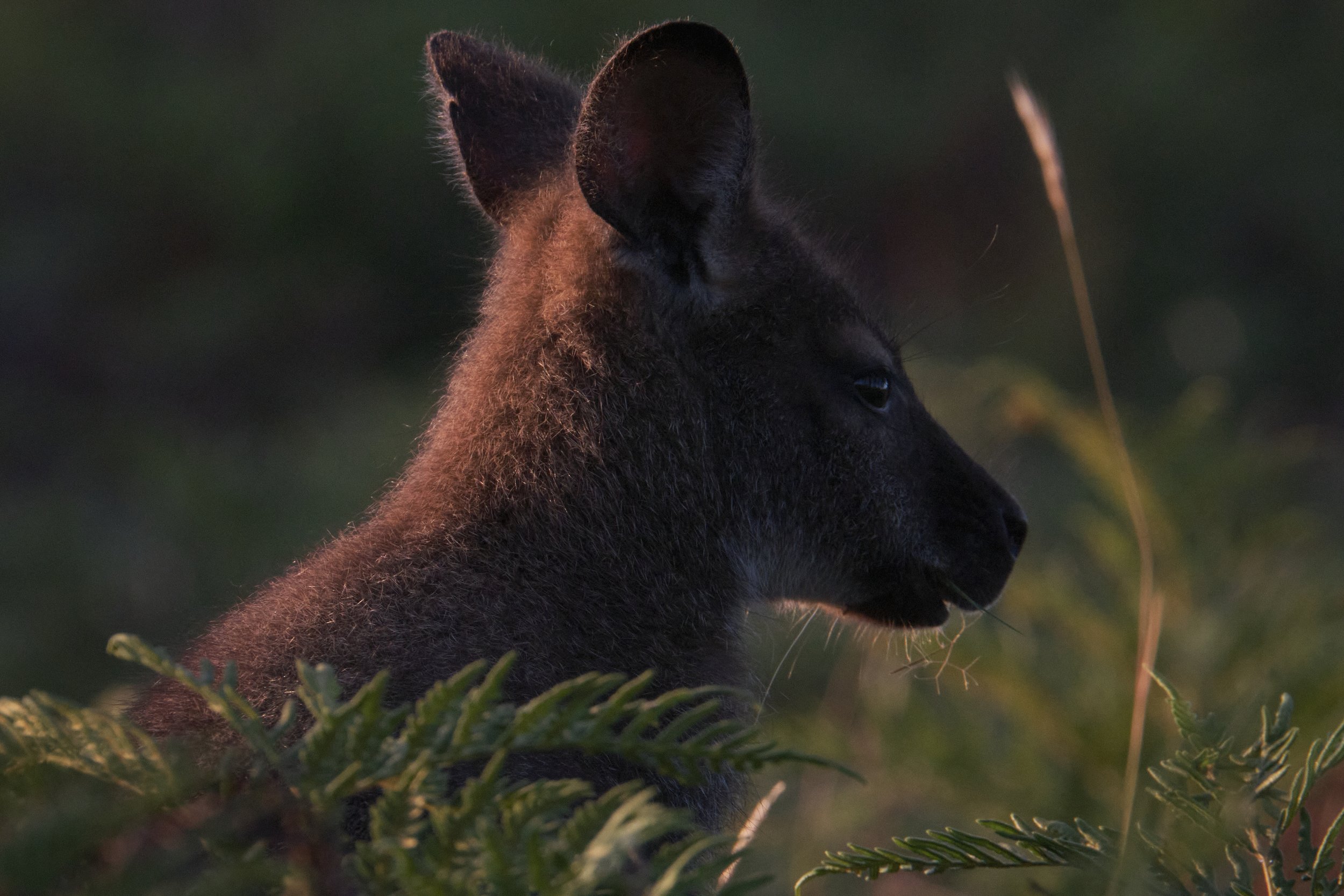 Homeland Faces — Tim Cooper