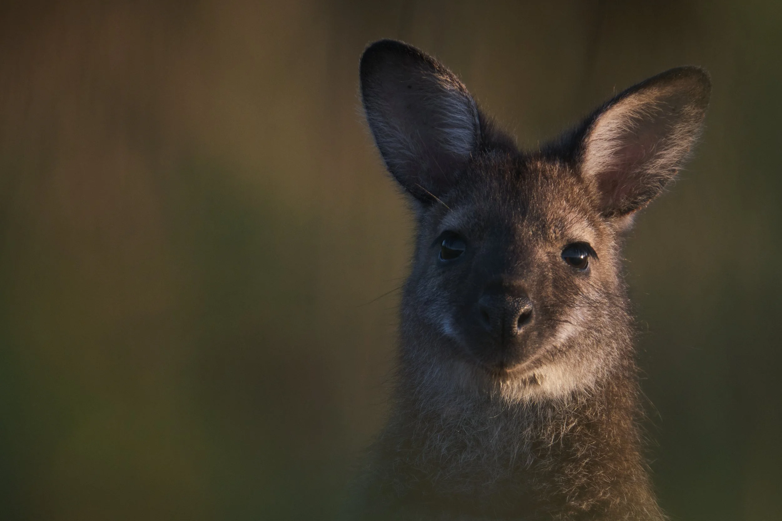 Homeland Faces — Tim Cooper