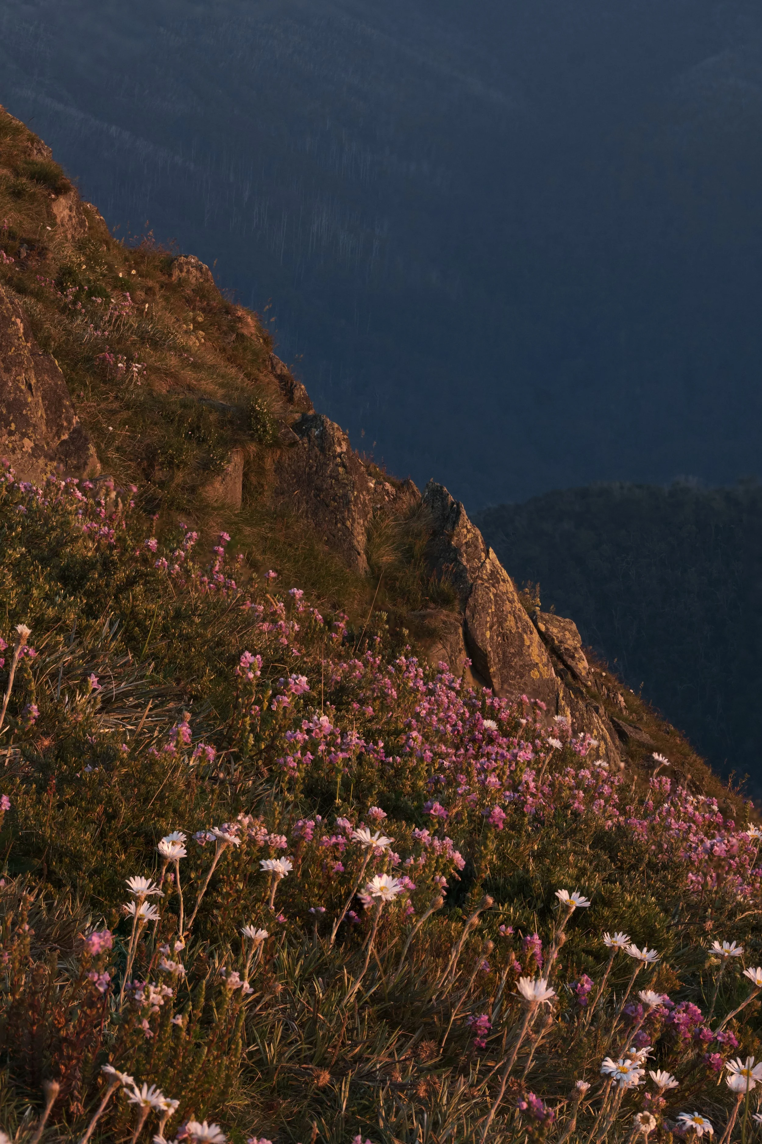 An Alpine Bloom — Tim Cooper