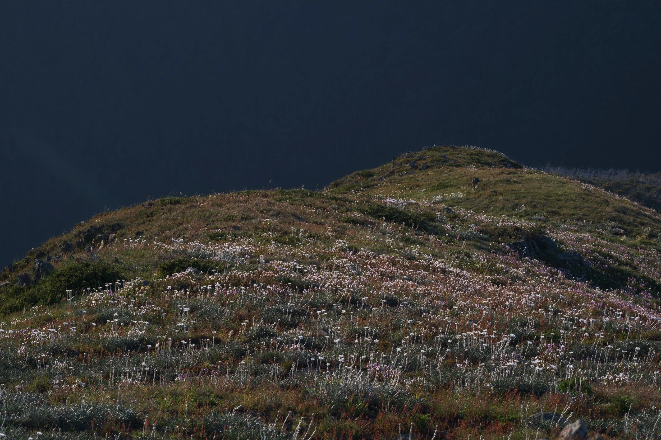 An Alpine Bloom — Tim Cooper