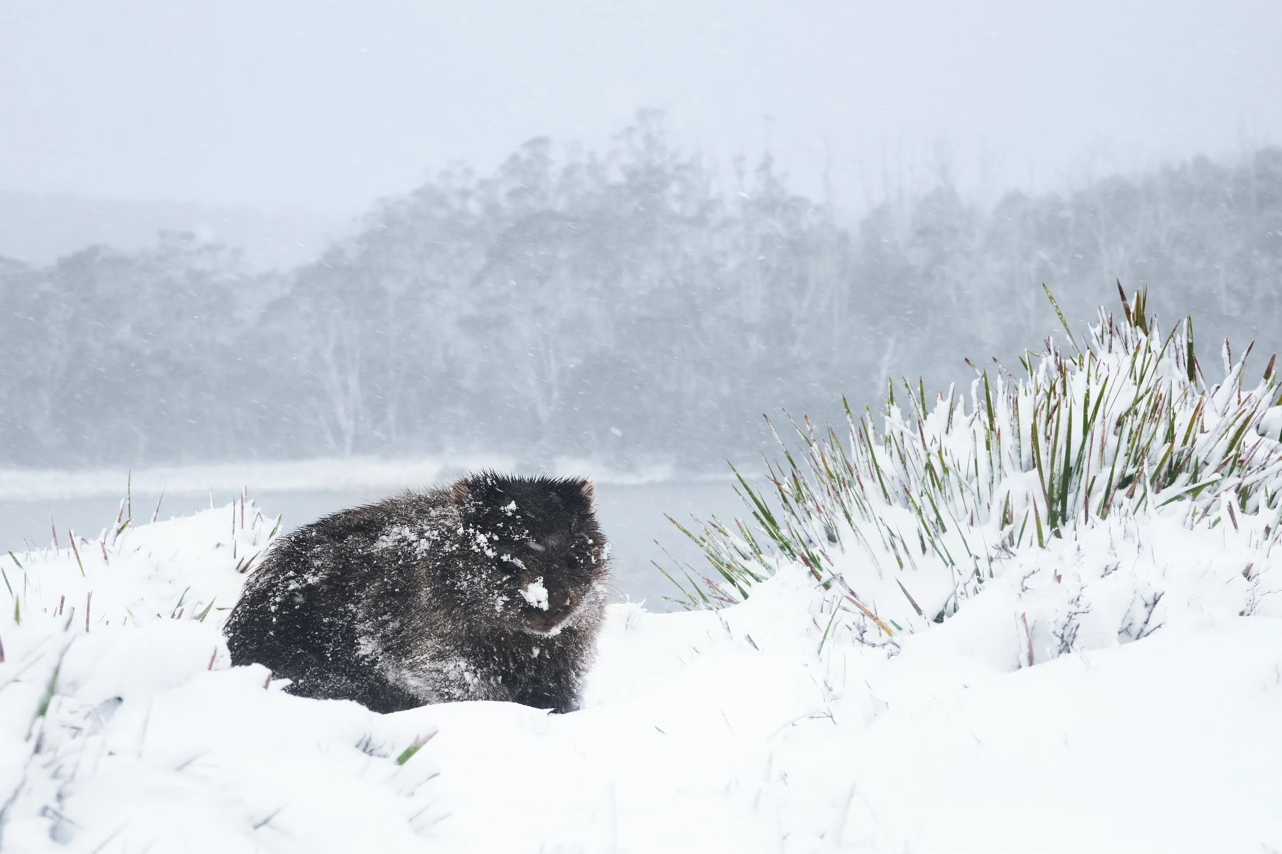 Activist & Wilderness Photographer - Tim Cooper