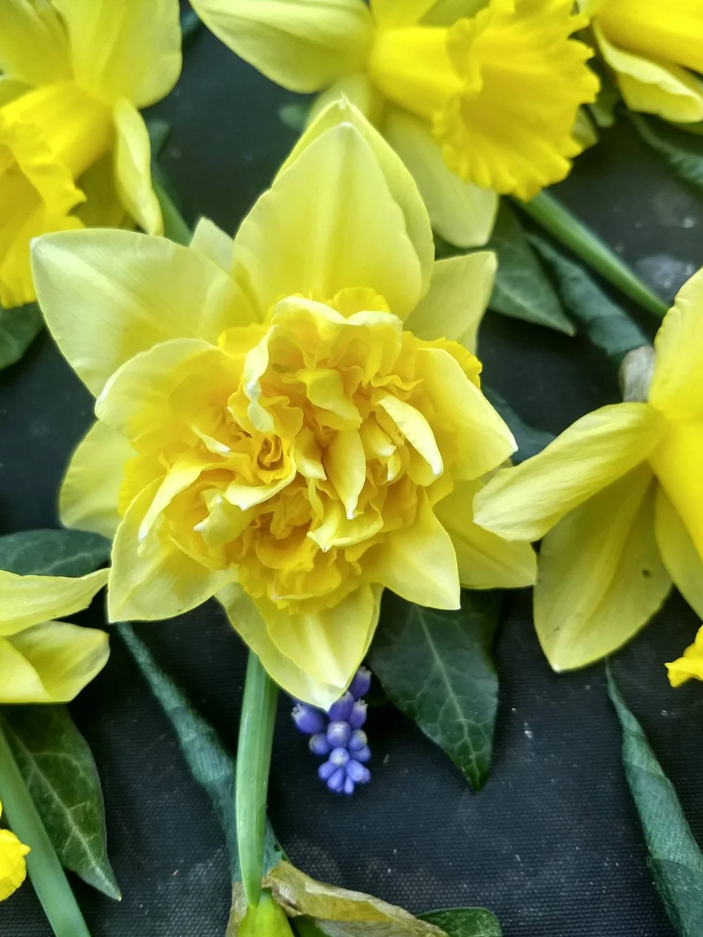Daffodil wedding flowers — Petal Power