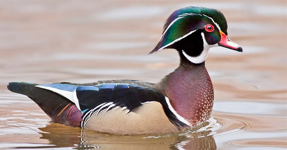 BIRDING EASTERN SHORE-Birding Information about Savage Neck Dunes ...