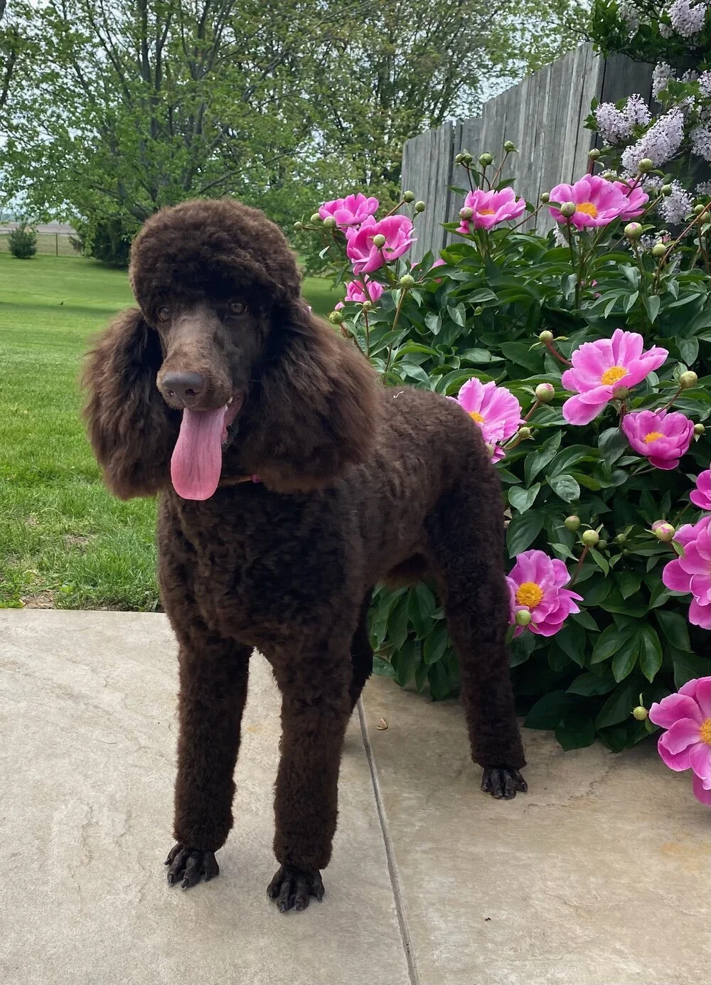 Parents — The Paw Pad Doodles