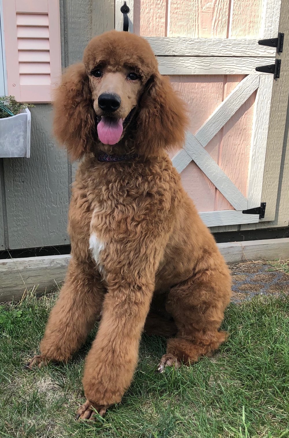 Parents — The Paw Pad Doodles