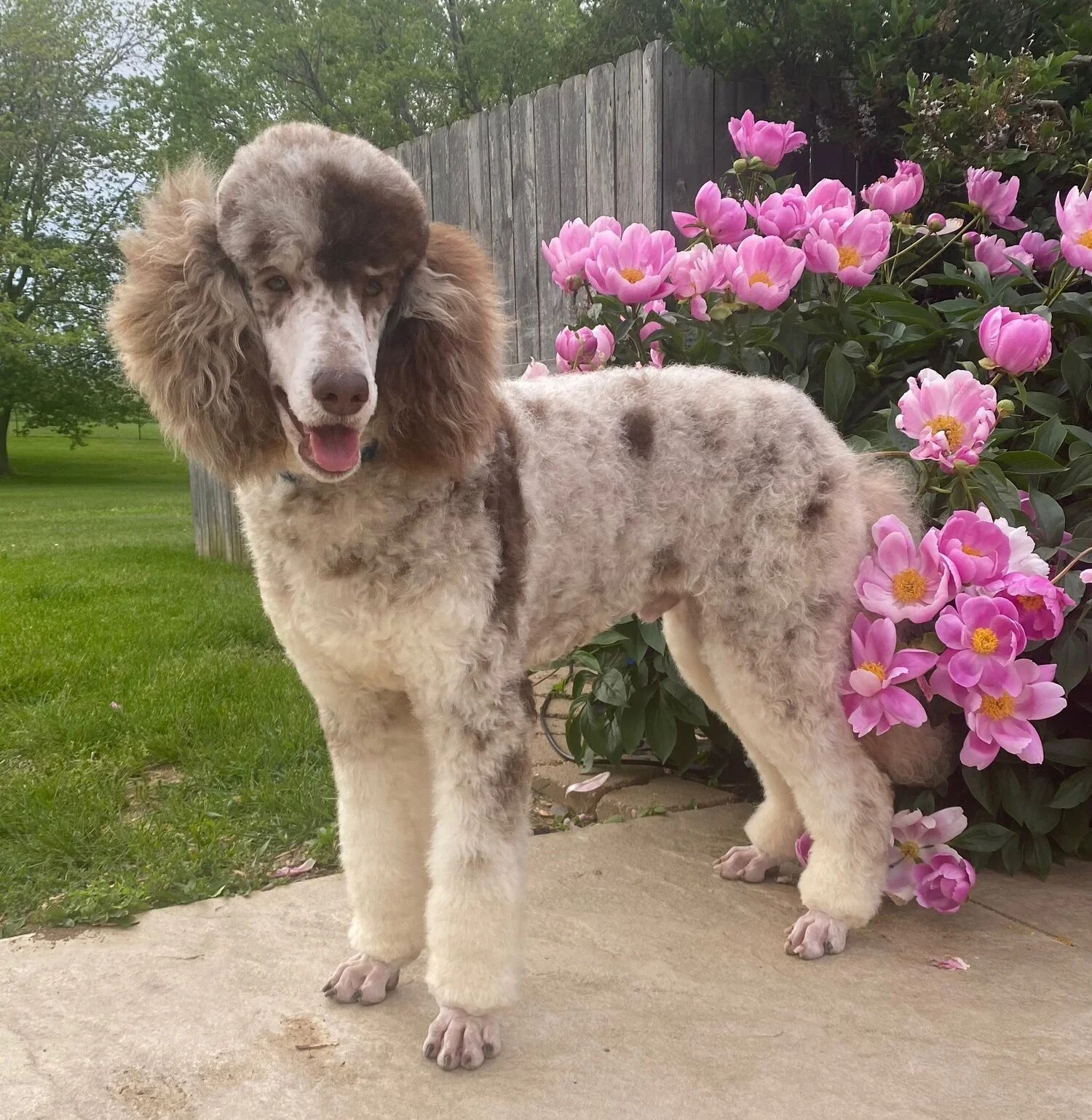 Parents — The Paw Pad Doodles