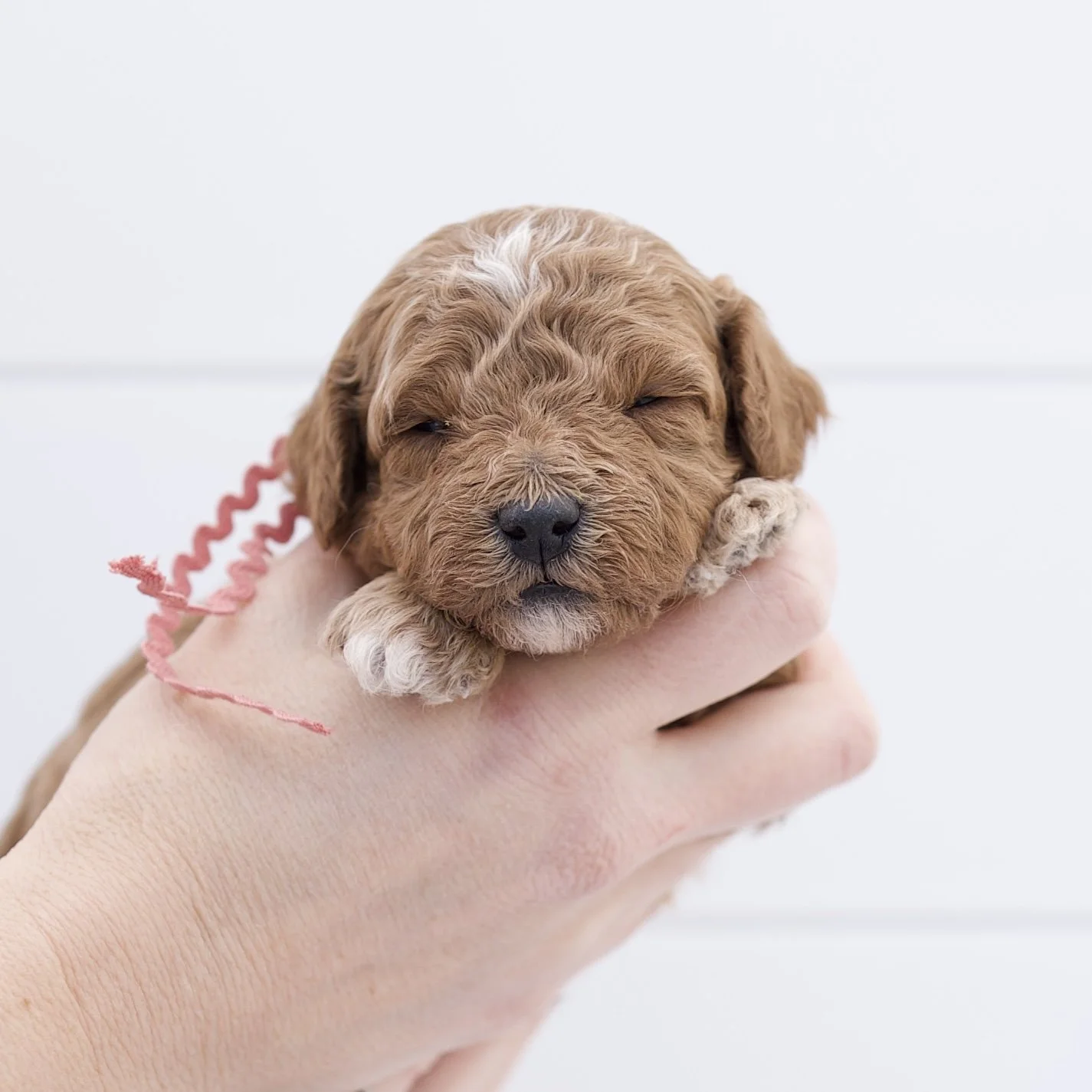 Minnie + Everett Females — The Paw Pad Doodles