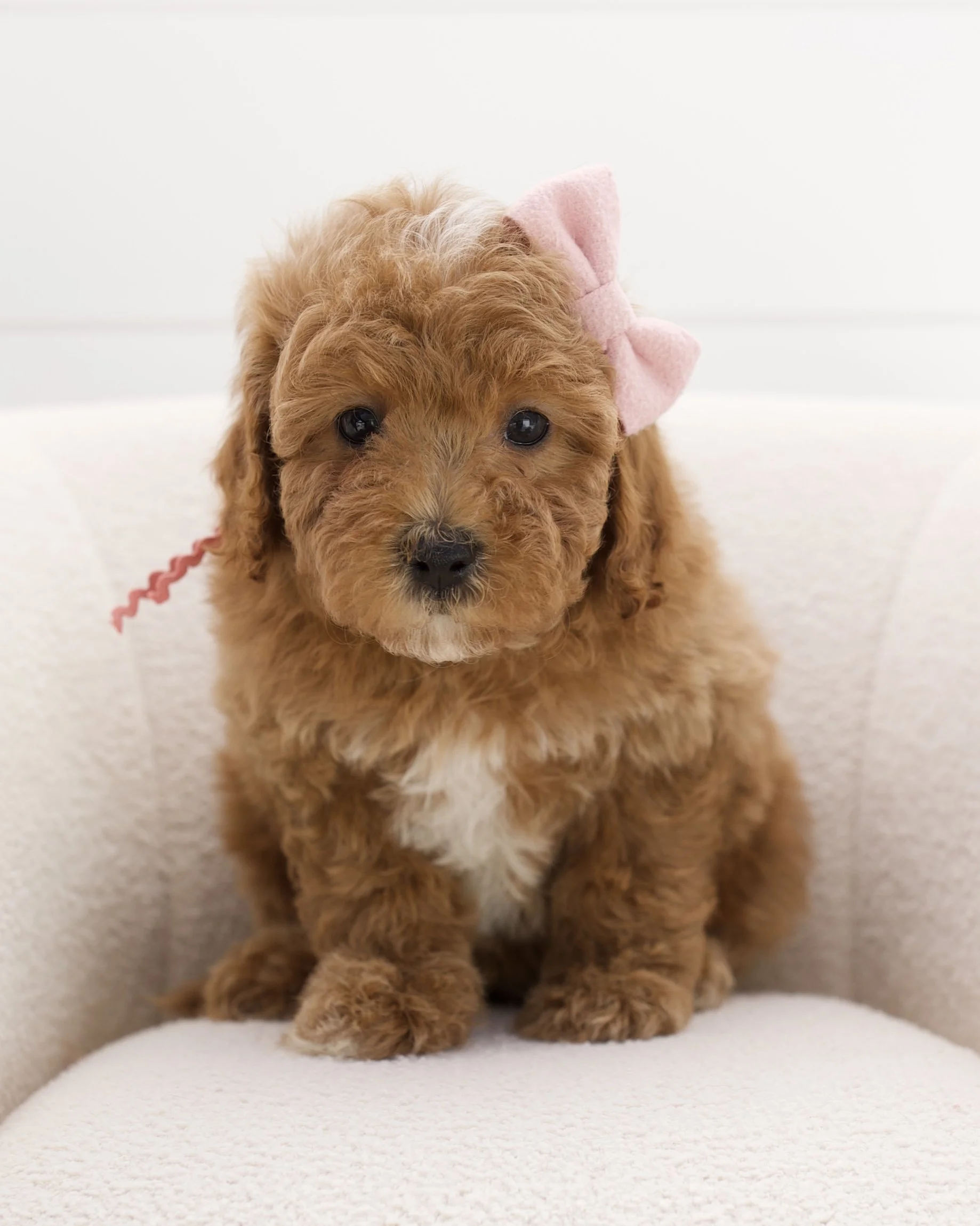 Minnie + Everett Females — The Paw Pad Doodles