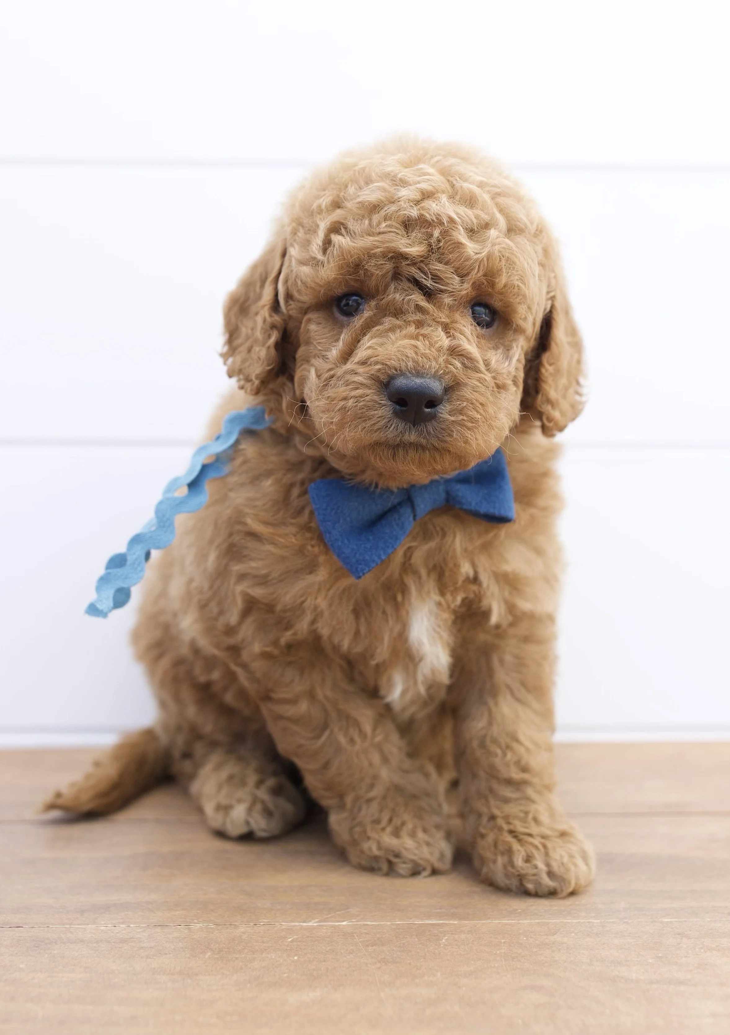 English Toy Goldendoodles — The Paw Pad Doodles