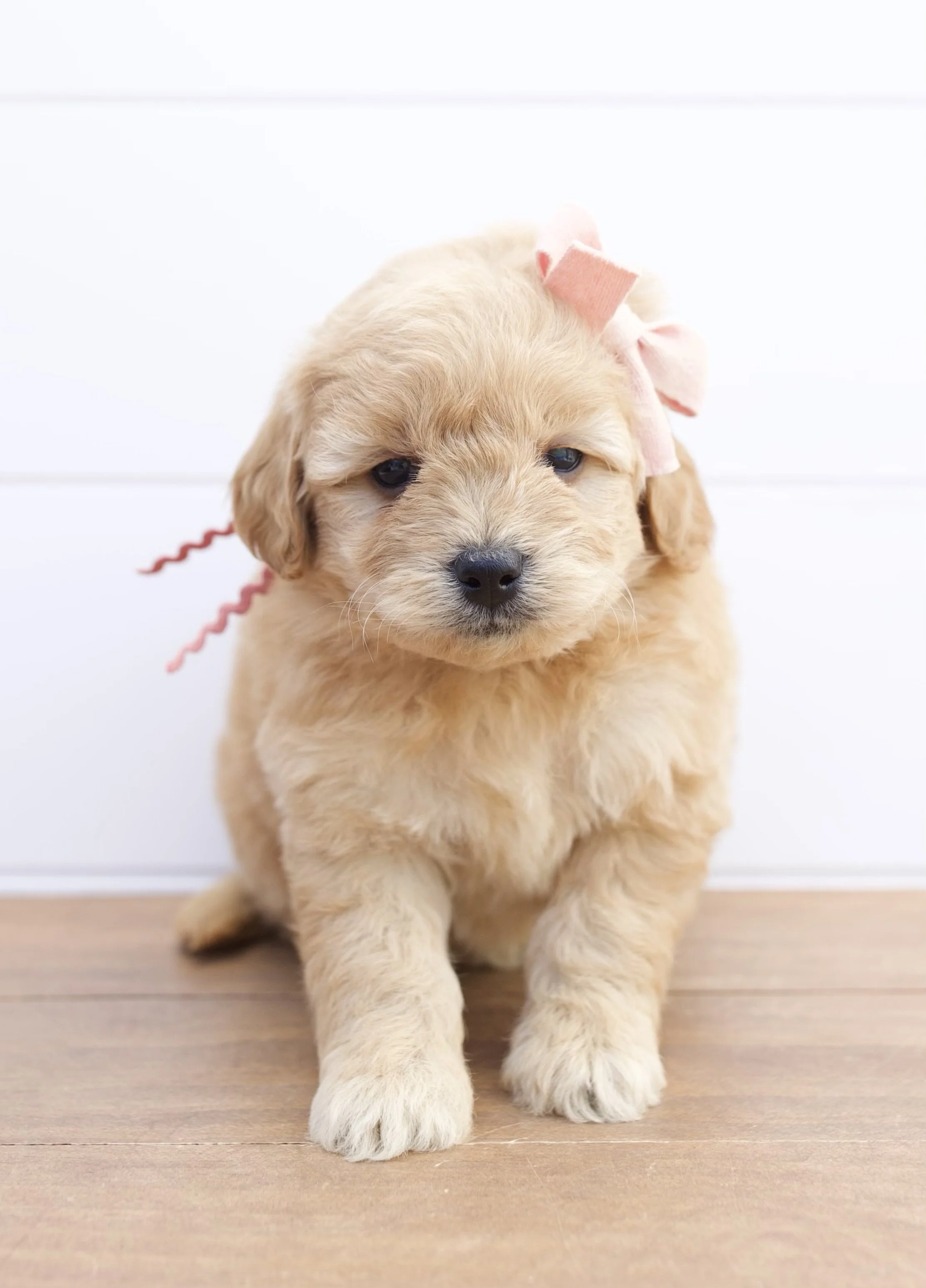 English Toy Goldendoodles — The Paw Pad Doodles