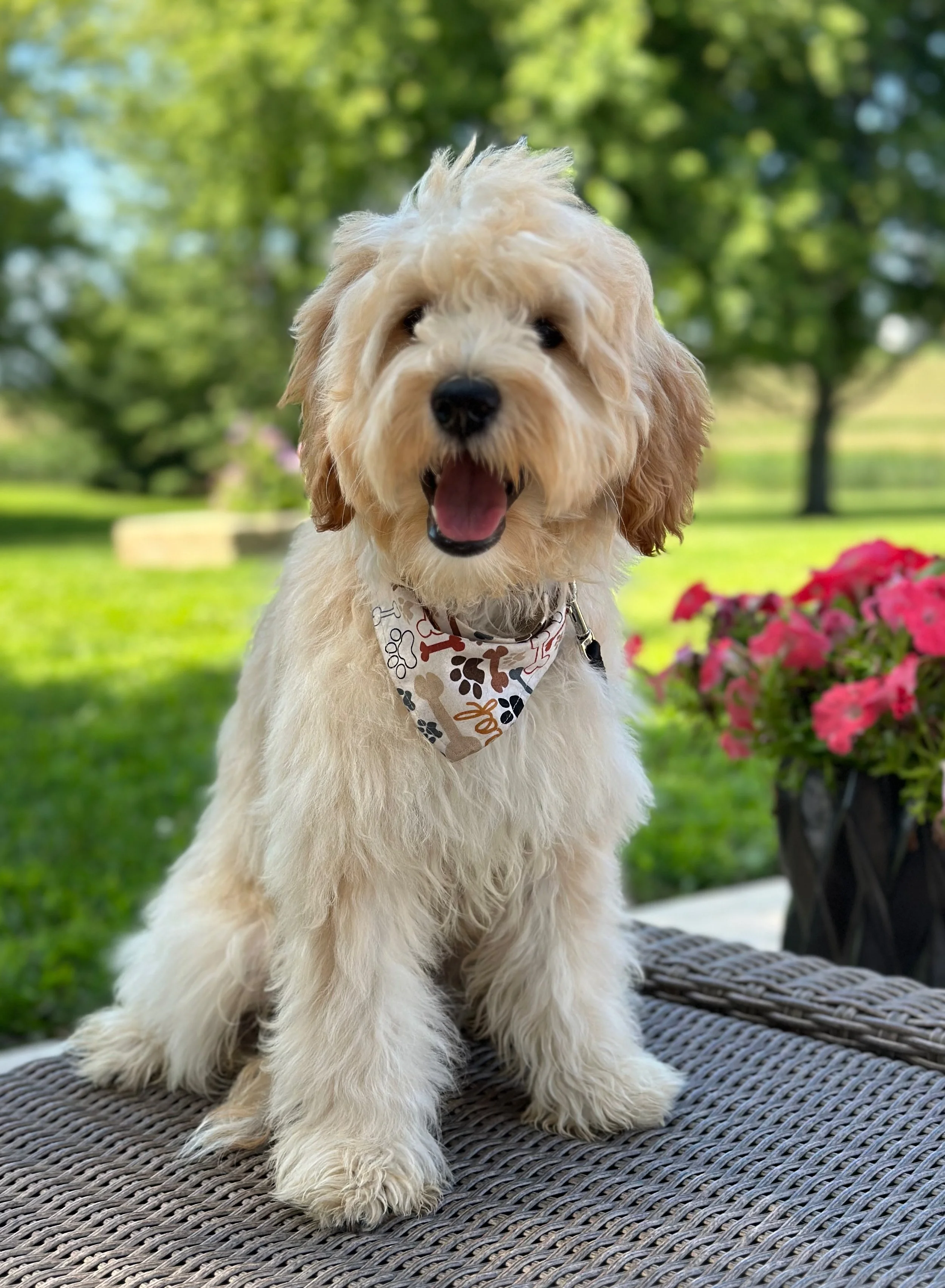 Buck — The Paw Pad Doodles