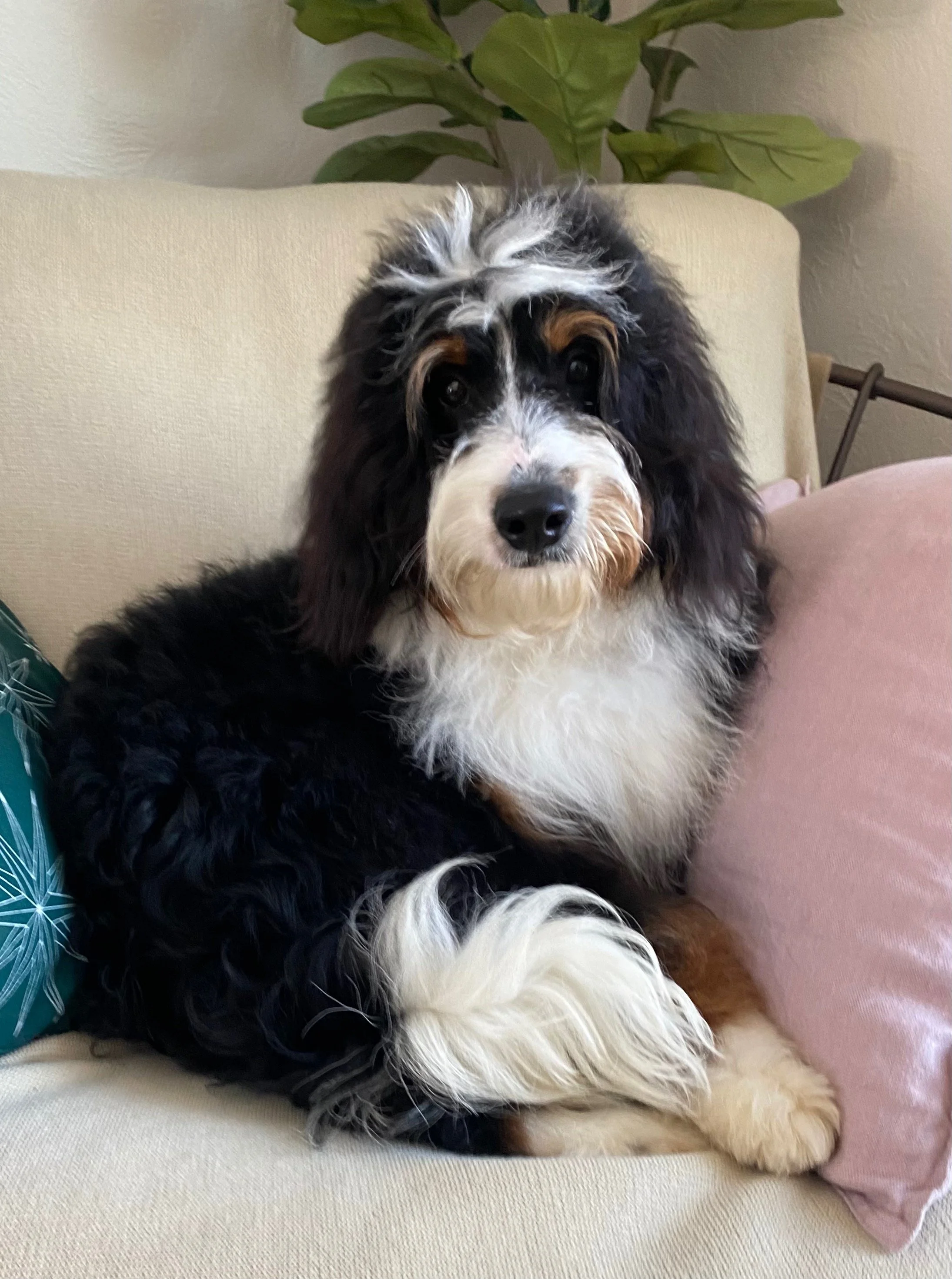 Walker — The Paw Pad Doodles