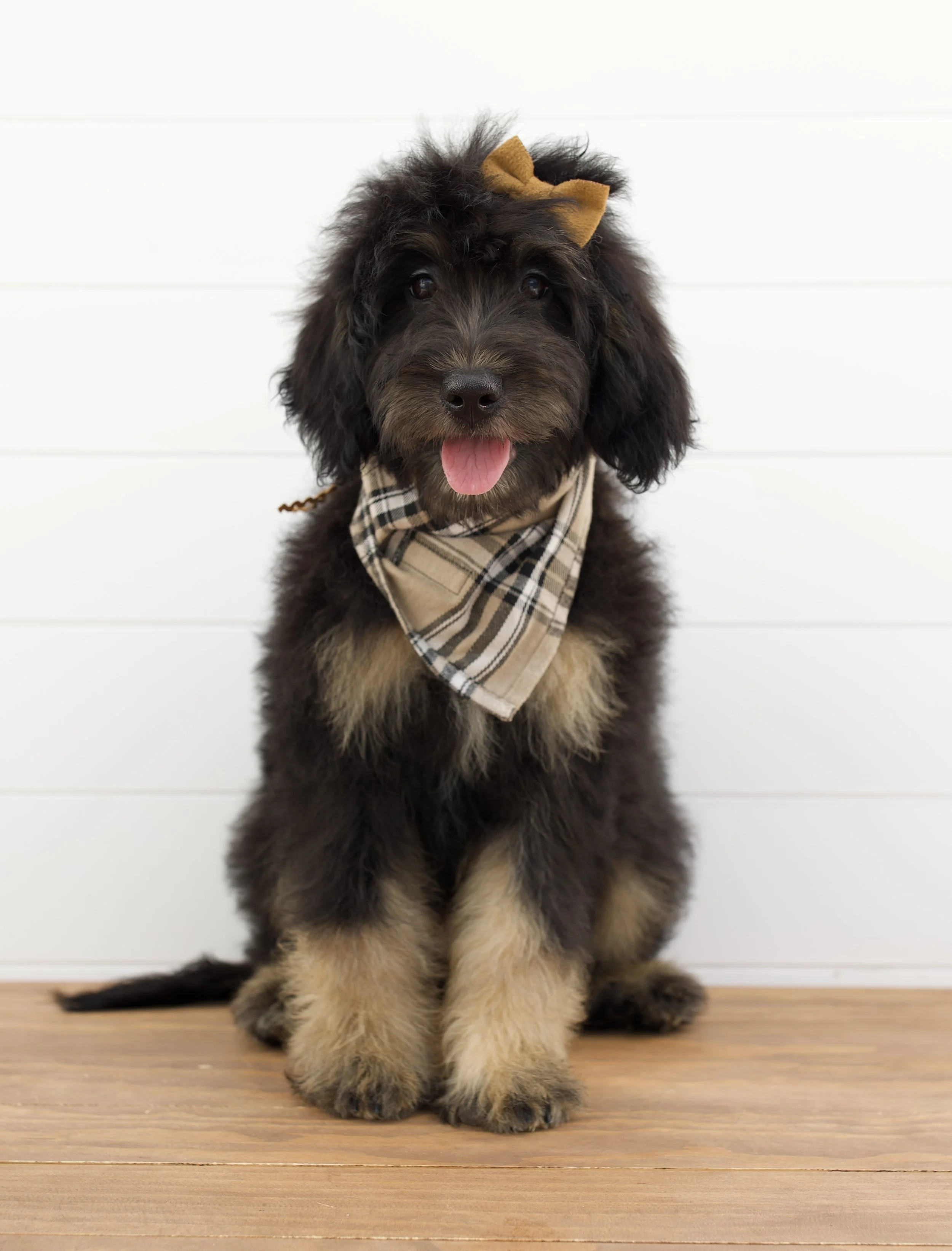 Medium Bernedoodles — The Paw Pad Doodles