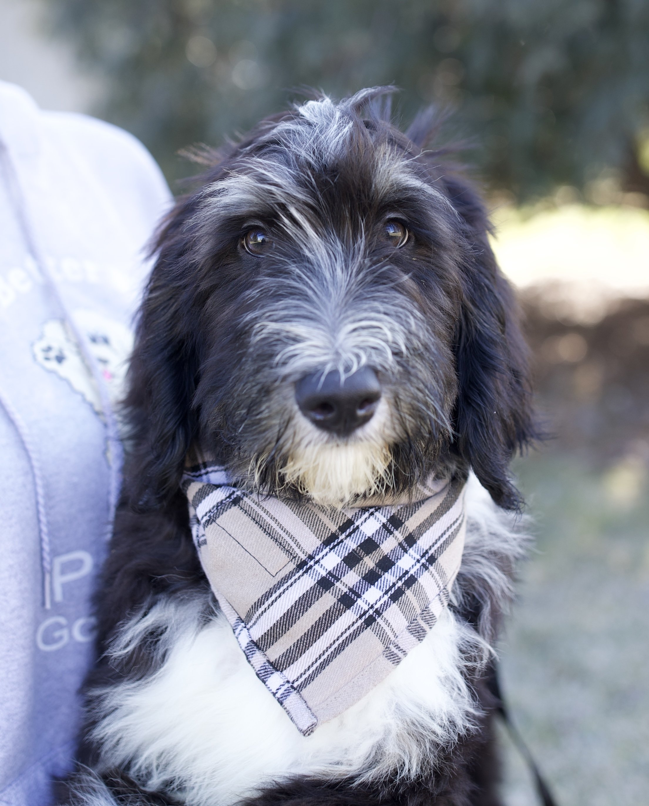 Standard Bernedoodles — The Paw Pad Doodles