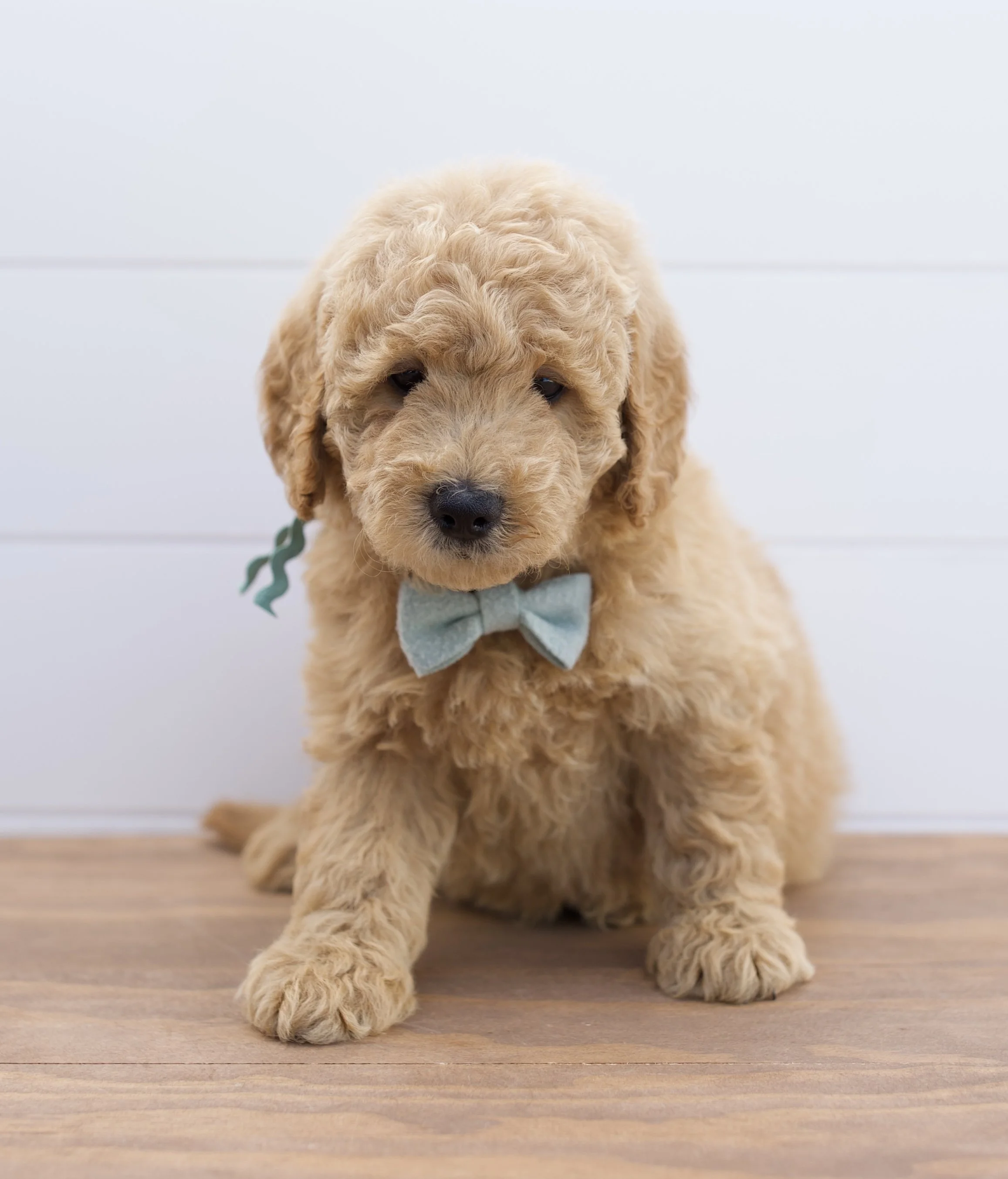 English Toy Goldendoodles — The Paw Pad Doodles