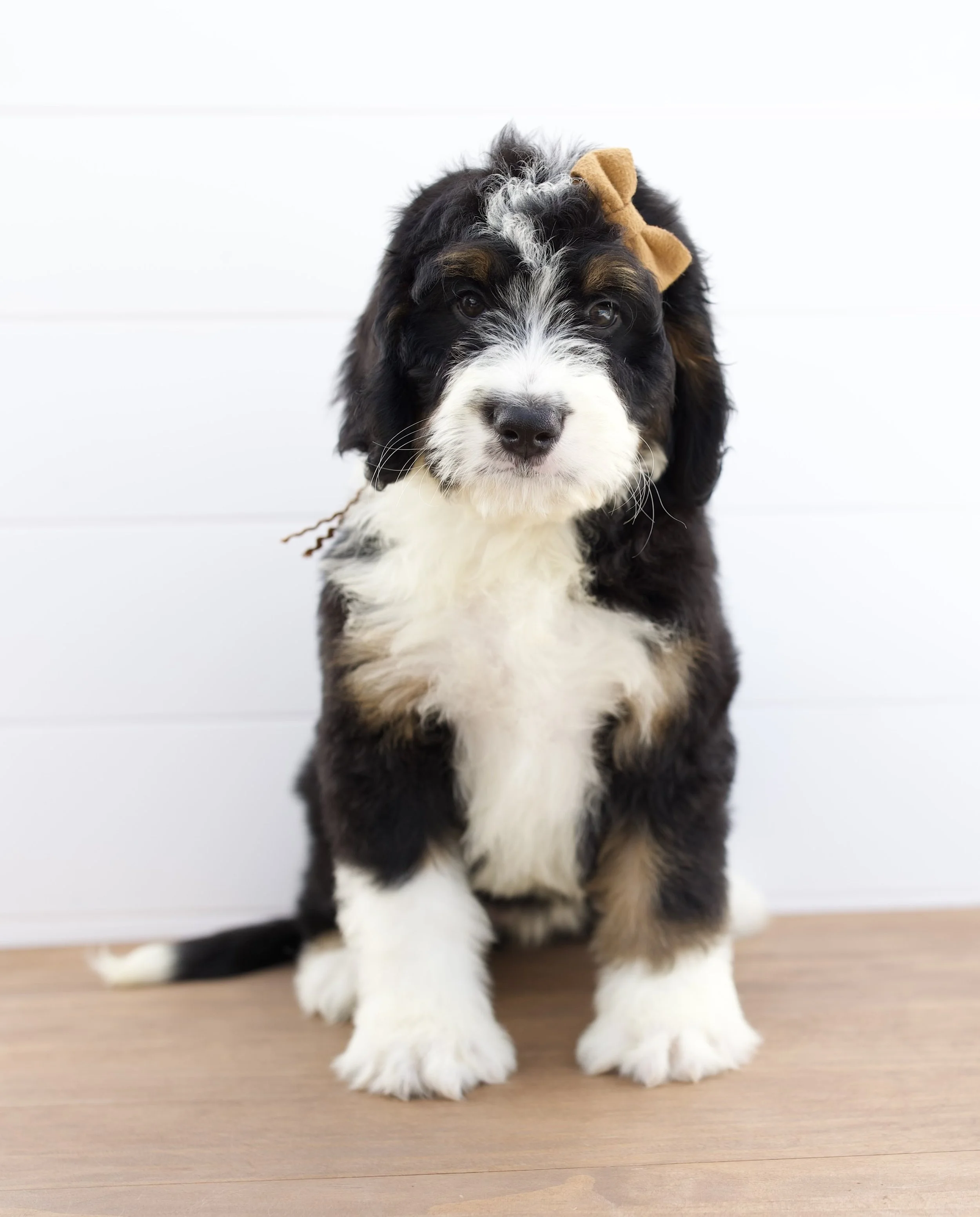 Standard Bernedoodles — The Paw Pad Doodles