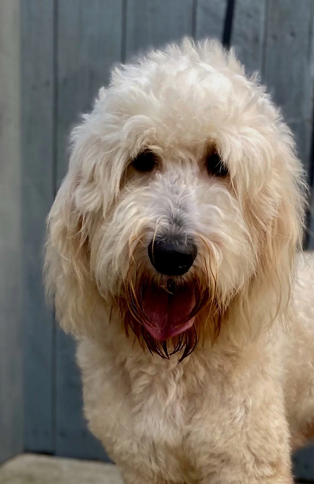 Meadow — The Paw Pad Doodles