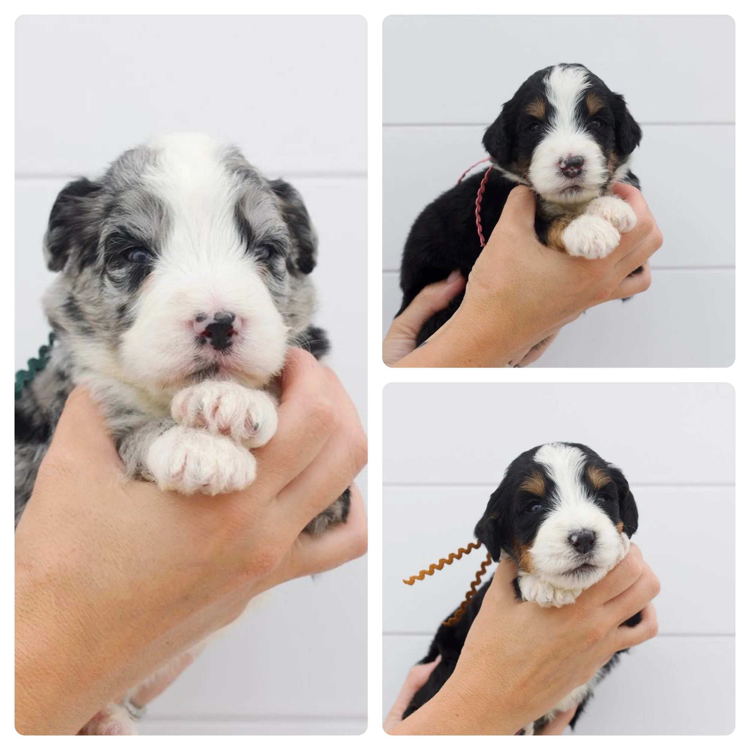 Standard Bernedoodles — The Paw Pad Doodles