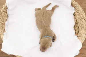 Ember + Sullivan Male — The Paw Pad Doodles