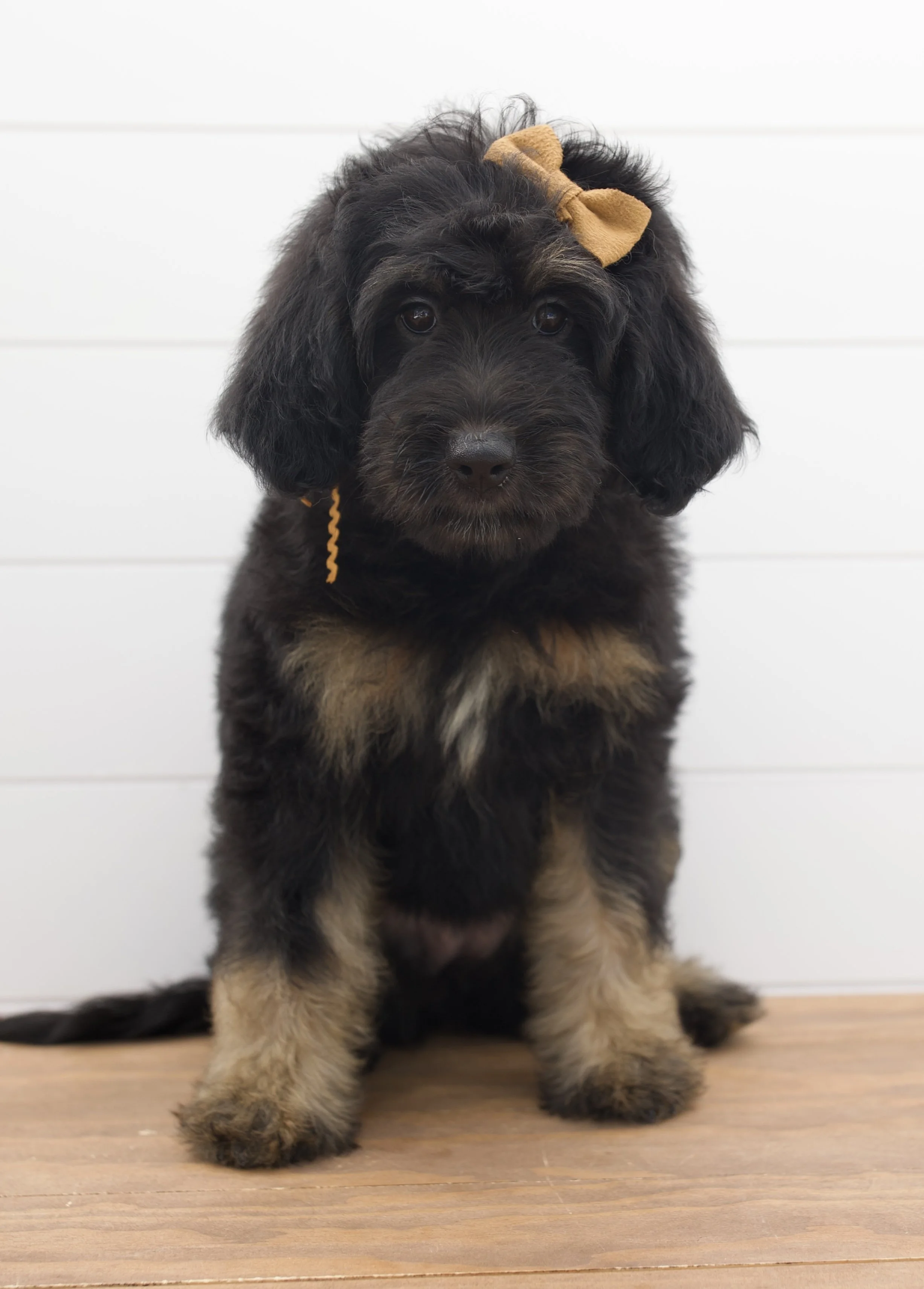 Medium Bernedoodles — The Paw Pad Doodles