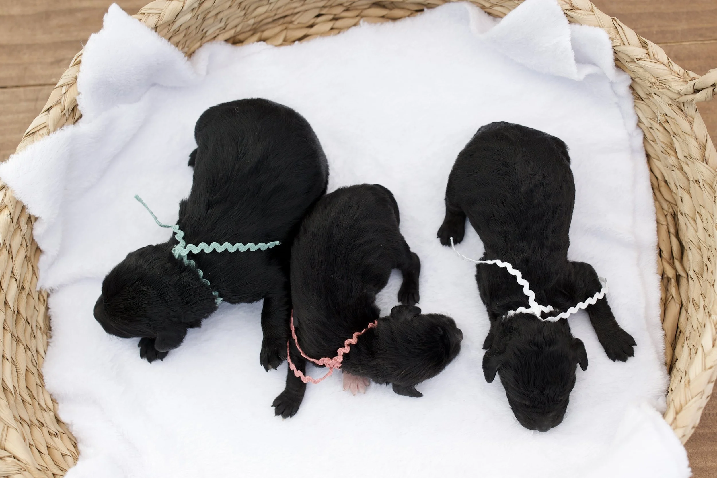 Adele + Milo Females — The Paw Pad Doodles