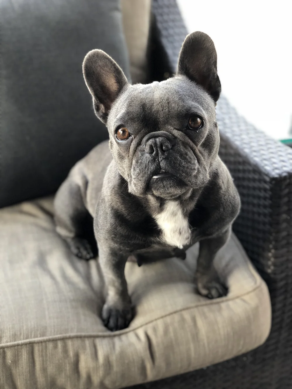 Why Us? — Wild Rose Rare Frenchies