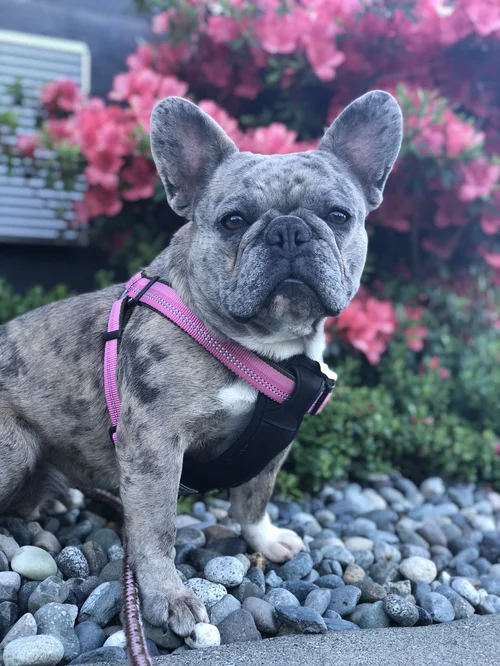 Wild Rose Rare Frenchies