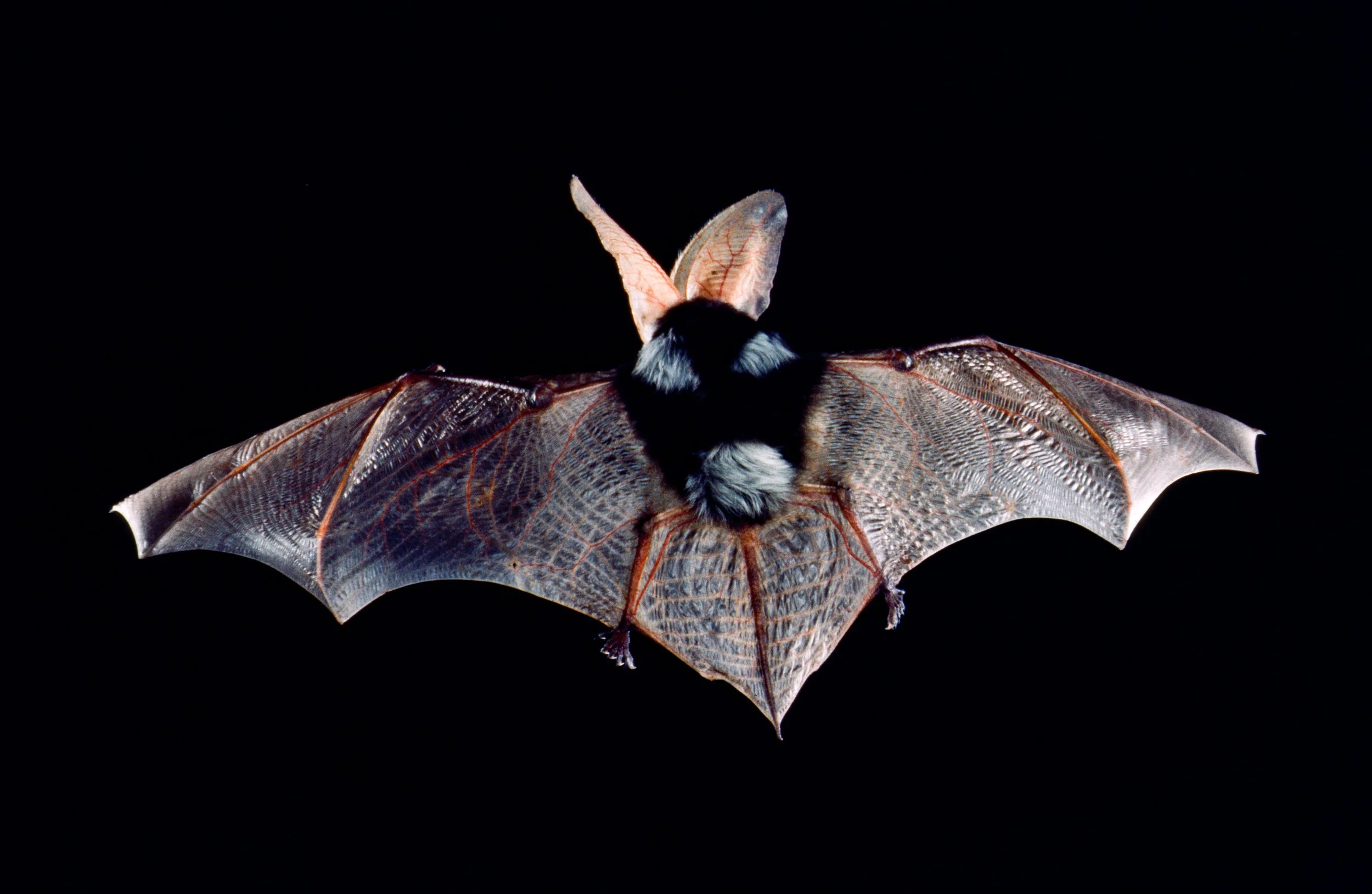 Bat Resource for Okanagan Accommodators | TOTA News Centre