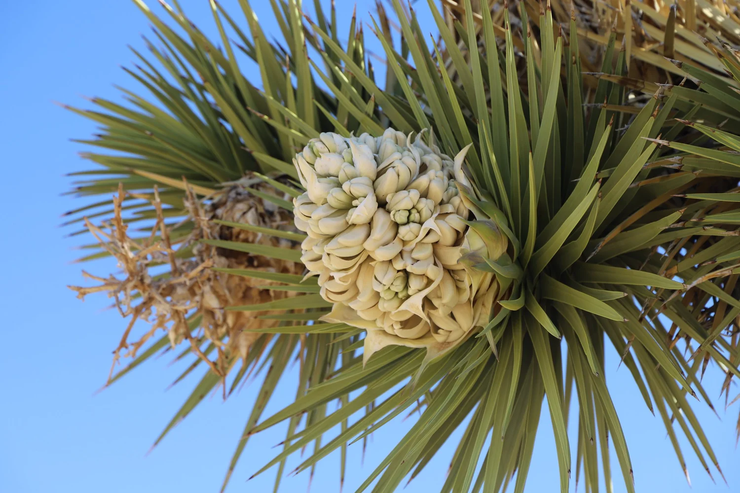 A Day in Joshua Tree National Park — Nature Impacts Us
