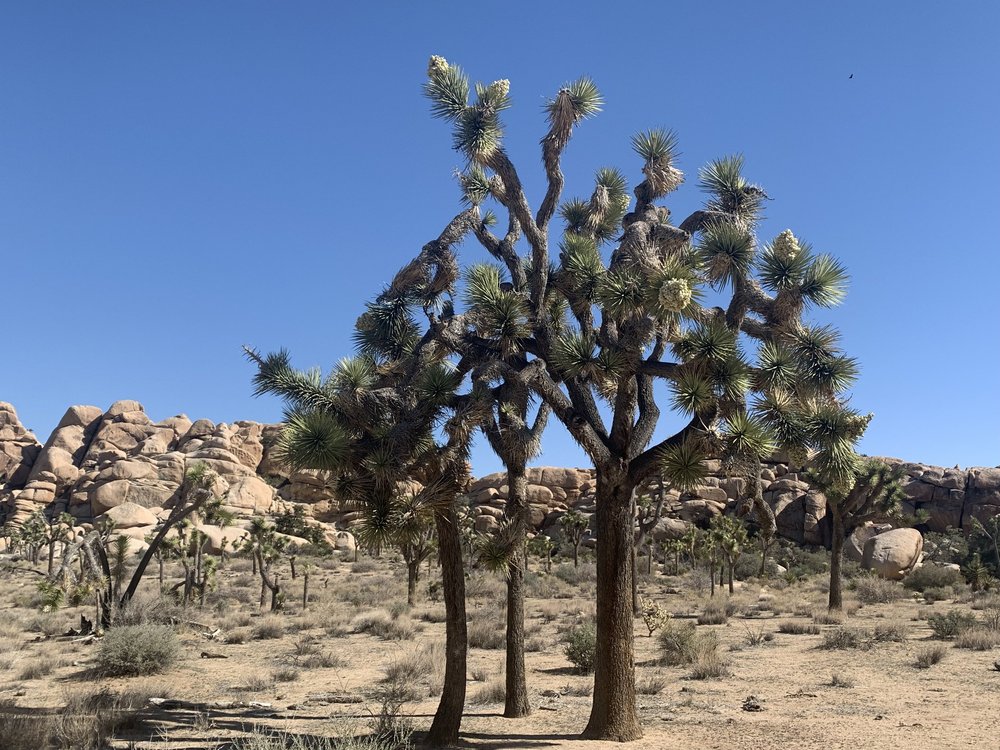 A Day in Joshua Tree National Park — Nature Impacts Us