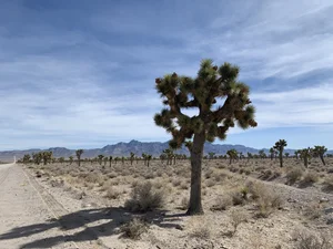 Visiting the Groom Lake Entrance for Area 51 — Nature Impacts Us