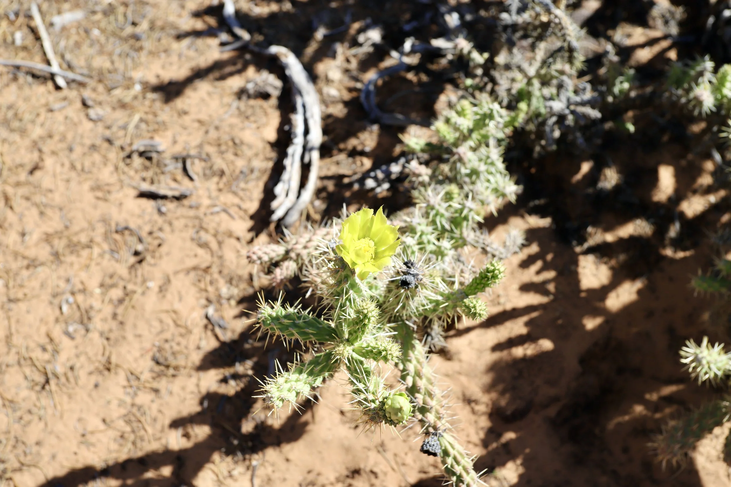 Exploring the Yant Flat Candy Cliffs — Nature Impacts Us